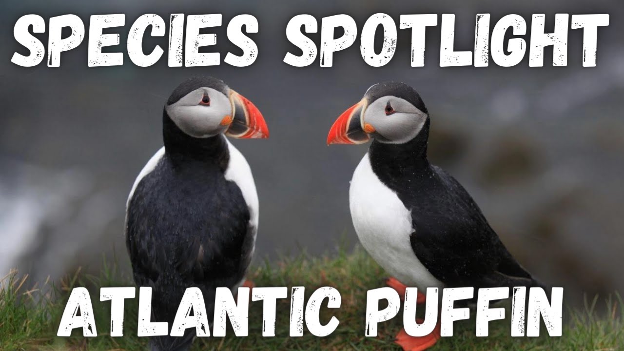 Species Spotlight - Atlantic Puffin (Fratercula arctica) - YouTube