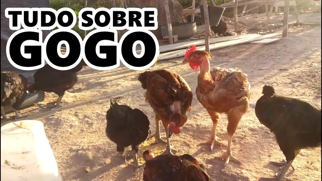 Gogo (Singamose) - O que é e Como Tratar - YouTube