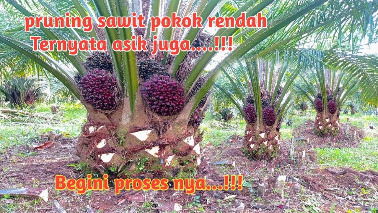 Begini proses pruning sawit pokok rendah...#petanisawit.#pruningsawit ...