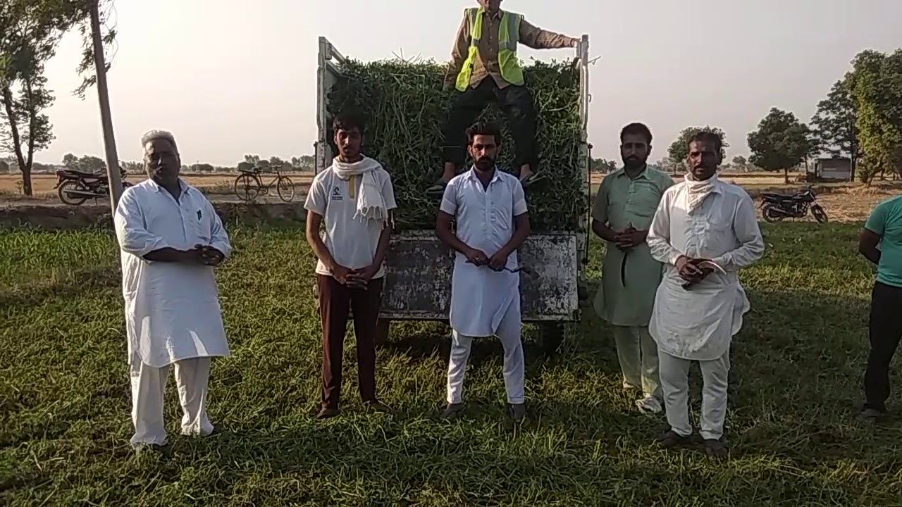 Hara chara dan by Bajak pind - YouTube