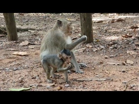 monkey eats bean on land. #monkeys #reels #eating #play - YouTube