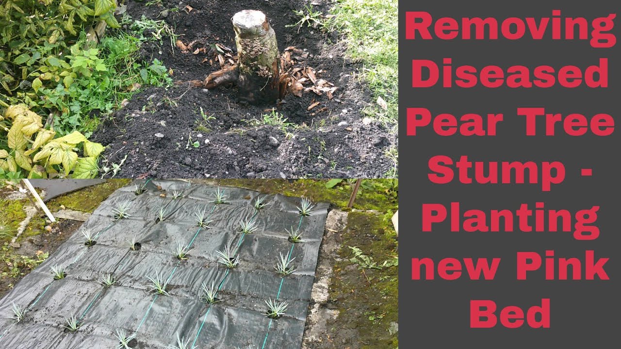 Removal Diseased Pear Tree stump| Micro-Orchard maintenance work| Re ...