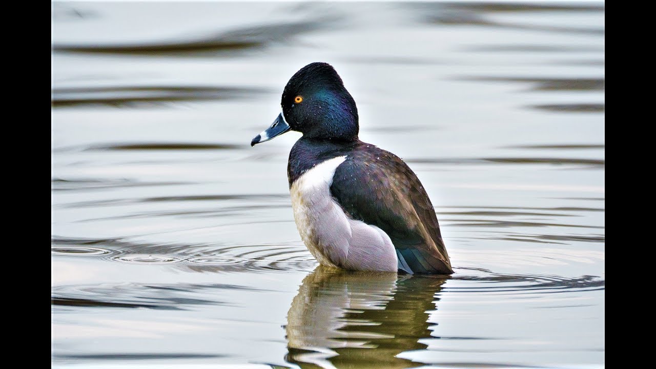 4K Birds at Constitution Gardens in Washington, DC in winter - shorter ...