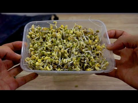 How to Grow Mung Bean Sprout at Home With Plastic Box - Better Home ...