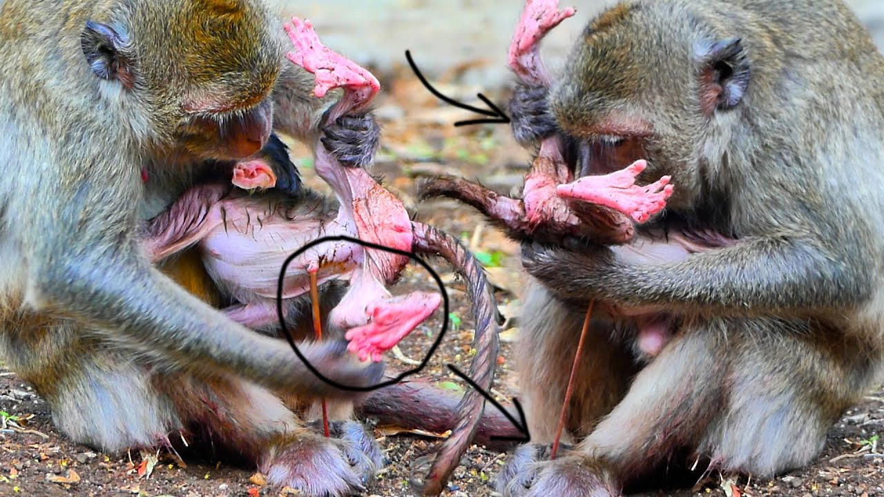 After-birth-a few minute, the-newborn baby monkey was getting-diarrhea ...