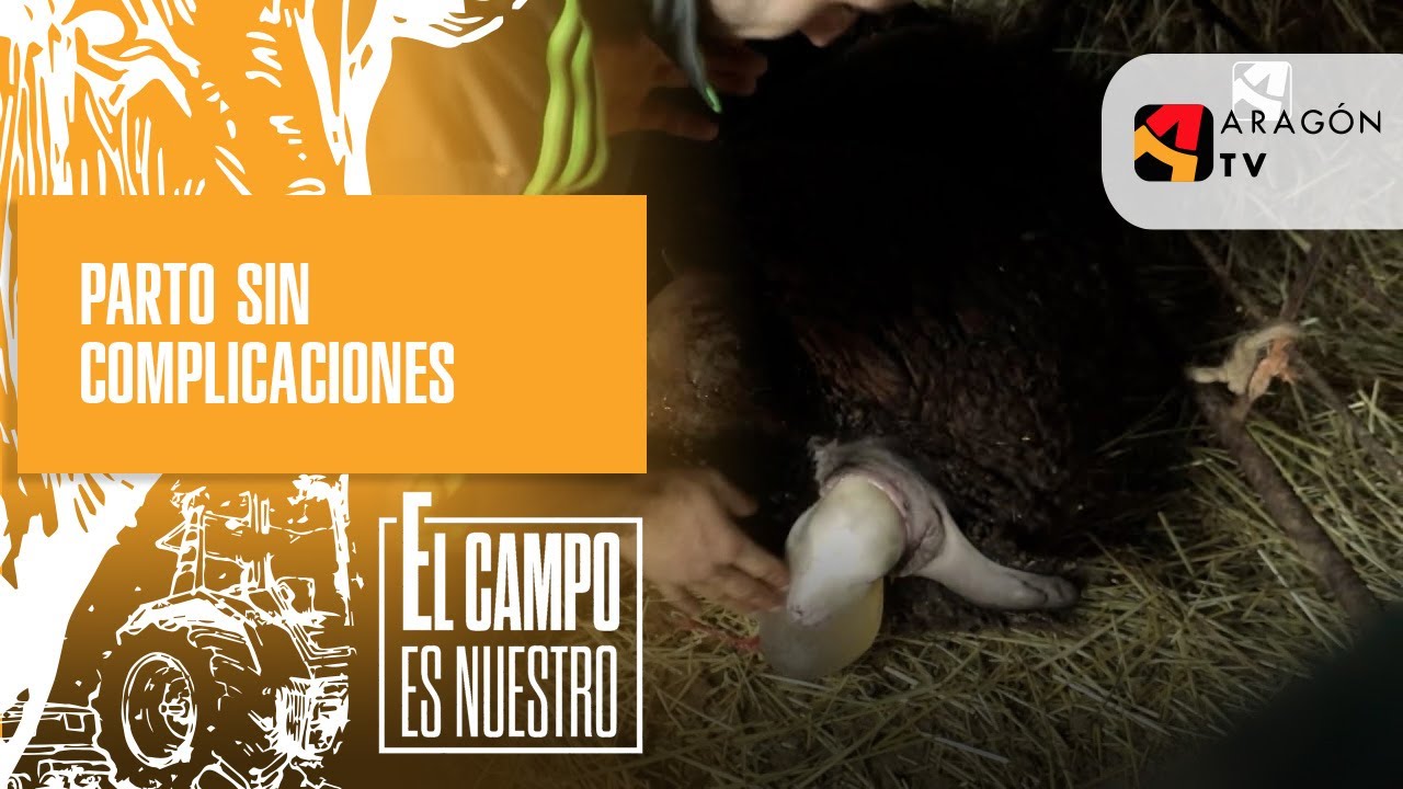 Un parto rápido y sin complicaciones. Fernando y Sergio Felices - YouTube