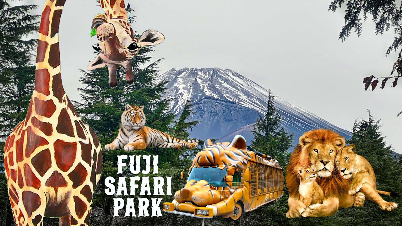 [4K] Fuji Safari Park | Shizuoka Japan 🇯🇵 | Travel Video - YouTube