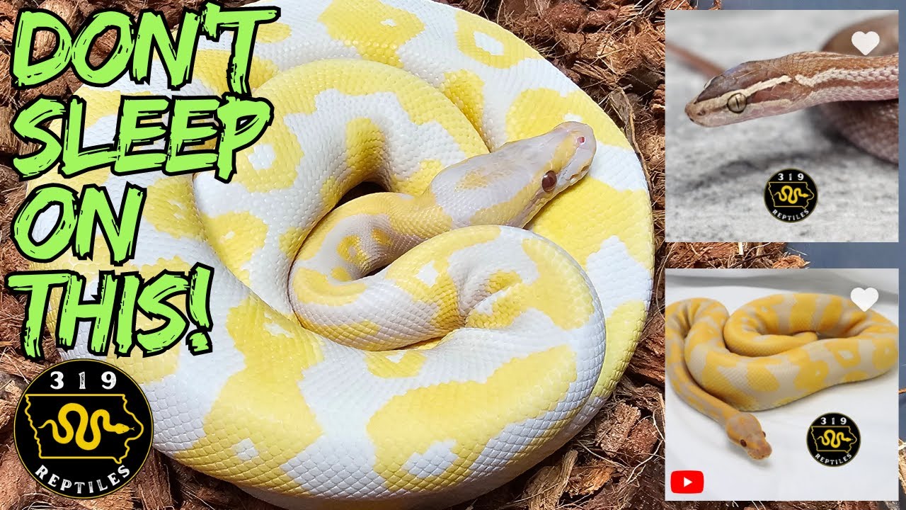 House Snake & Ball Python Sales | Breeding Updates - YouTube