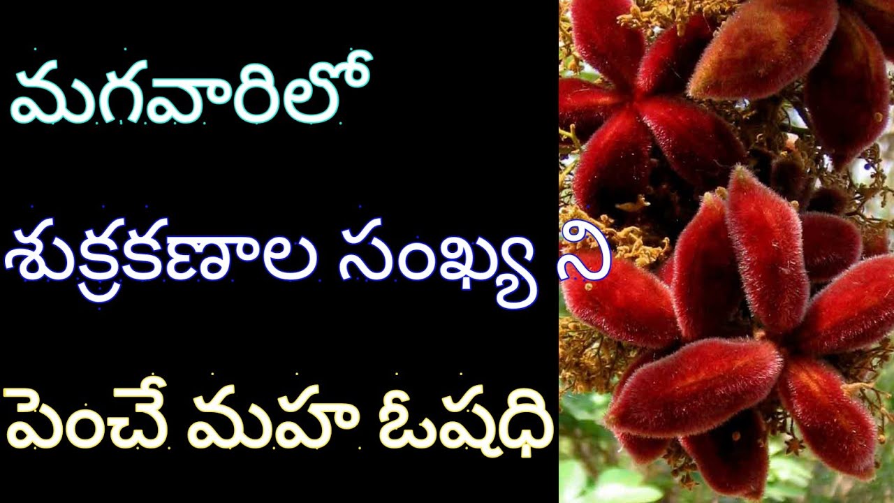 tapasvi tree తపస్వి చెట్టు ఉపయోగాలు tapasi chettu తపసి చెట్టు koyila ...