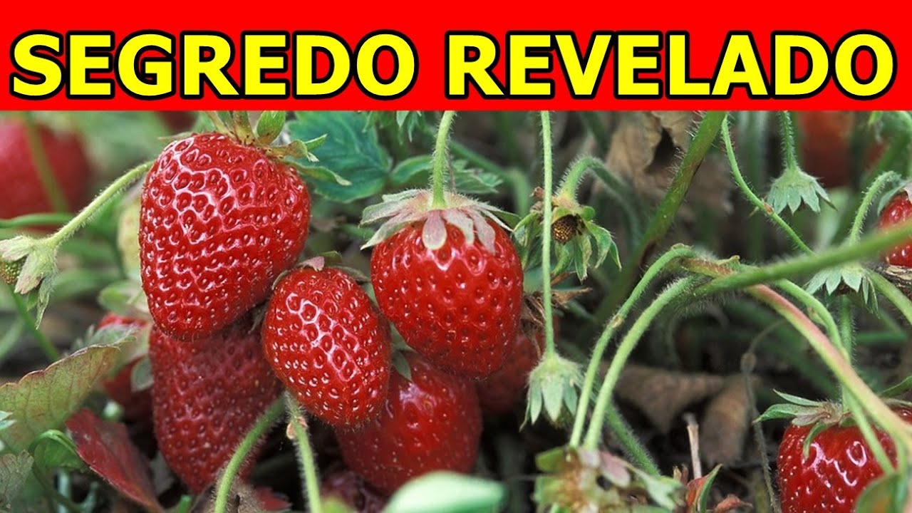 SEGREDO REVELADO | Agora seu morangueiro vai produzir como nunca ...