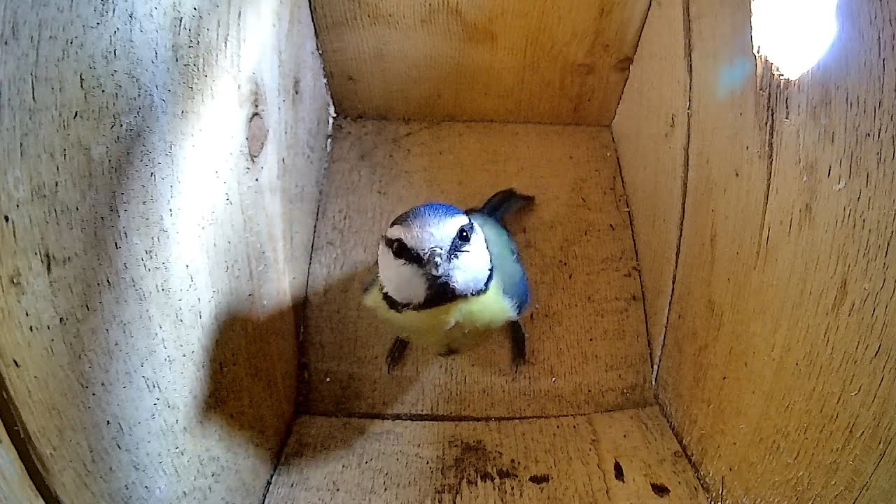 Angry bird attacks the camera - YouTube