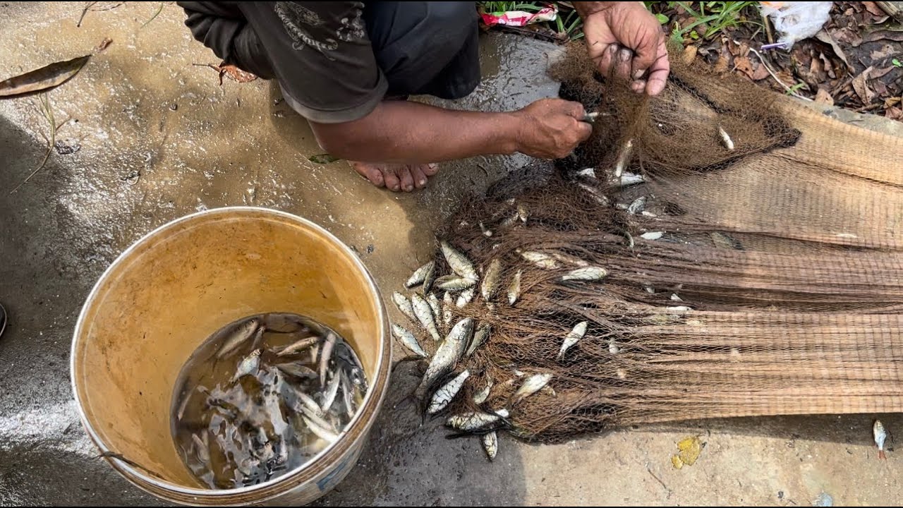 Khmer fishing in the fall season Lots of fish at the tributary of Tonle ...