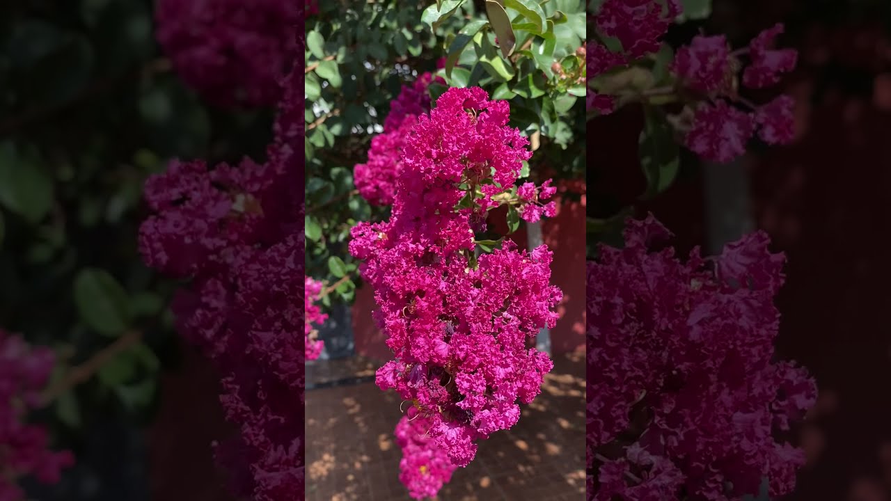 Flor de Resedá (Lagerstroemia indica) - YouTube