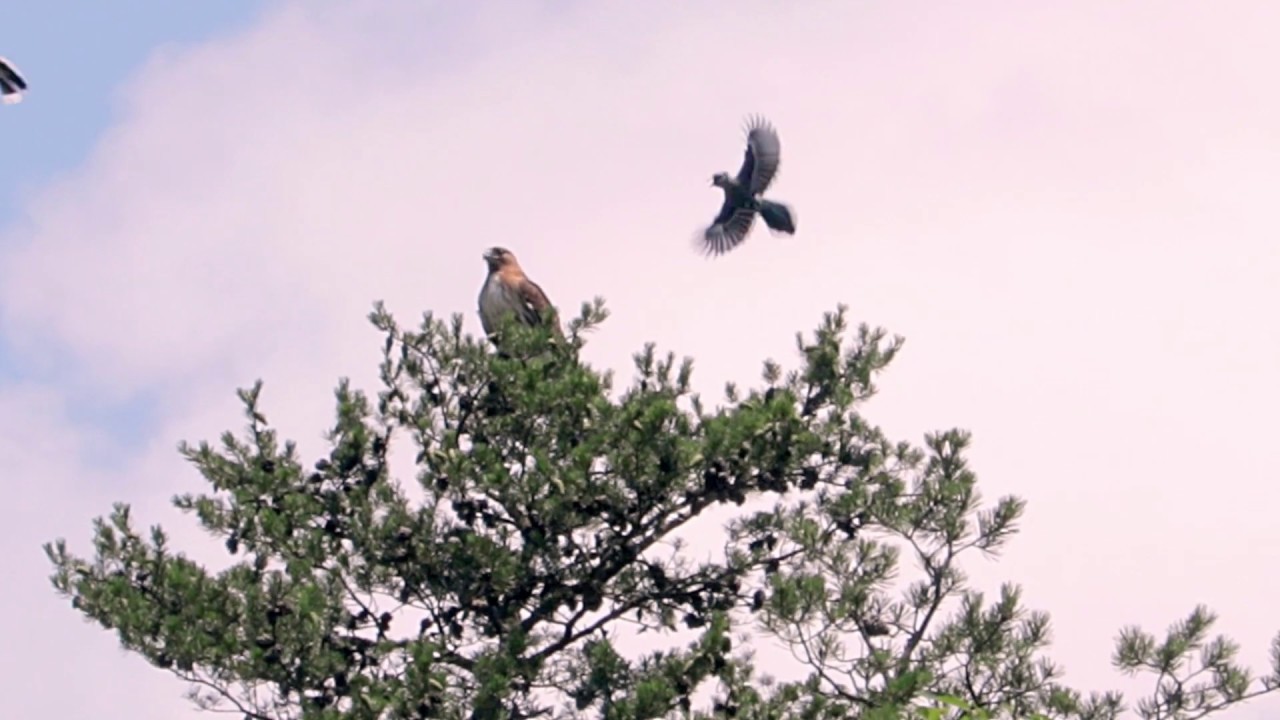 Blue Jays Attack Redtail Hawk - YouTube