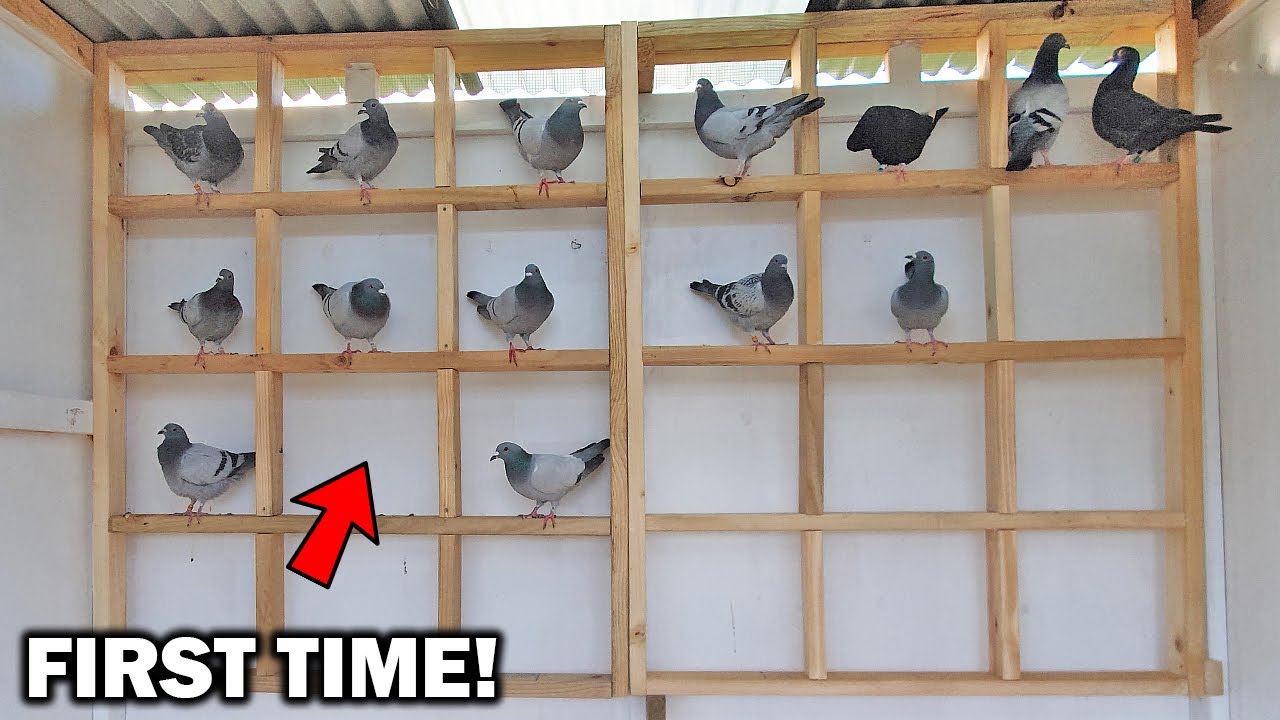PIGEONS FIRST TIME IN NEW LOFT! - YouTube