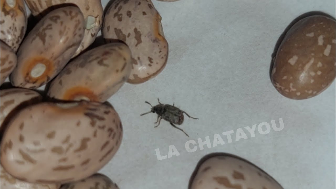 Insecto que acaba con el frijol/gorgojo de la judia - YouTube