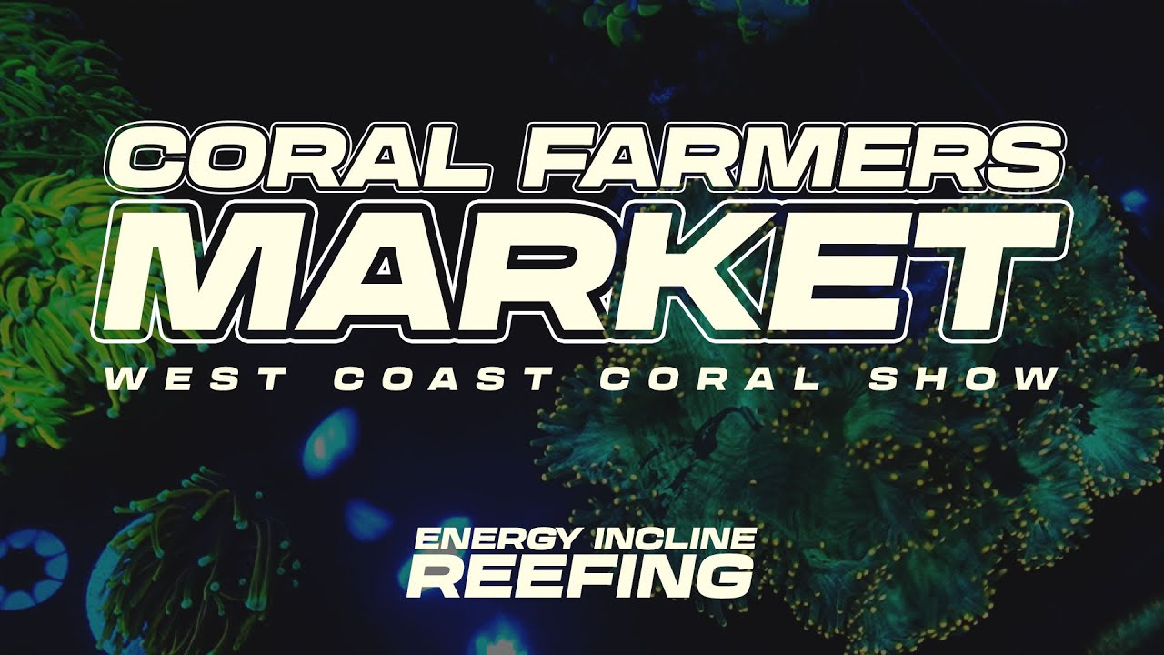 Unveiling Hidden Beauties: Exploring the Coral Farmers Market for New ...