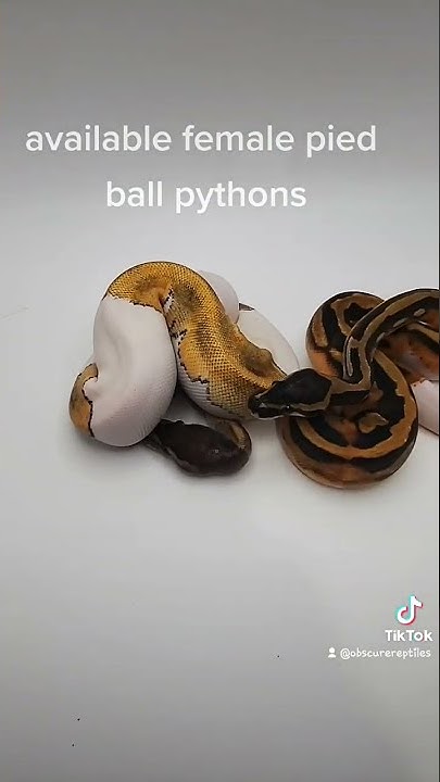 Ready Ball Pythons - YouTube