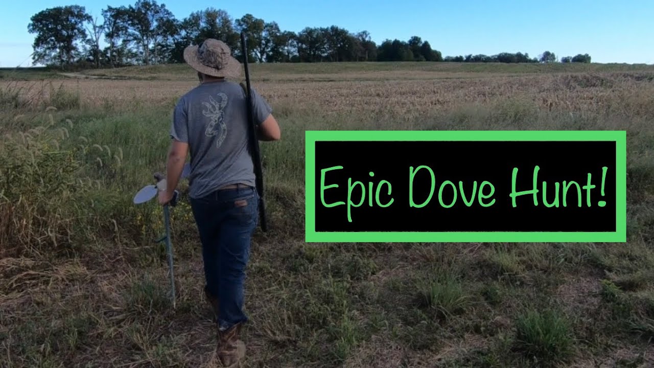 Dove Hunting : Decoying Doves With A Mojo - YouTube