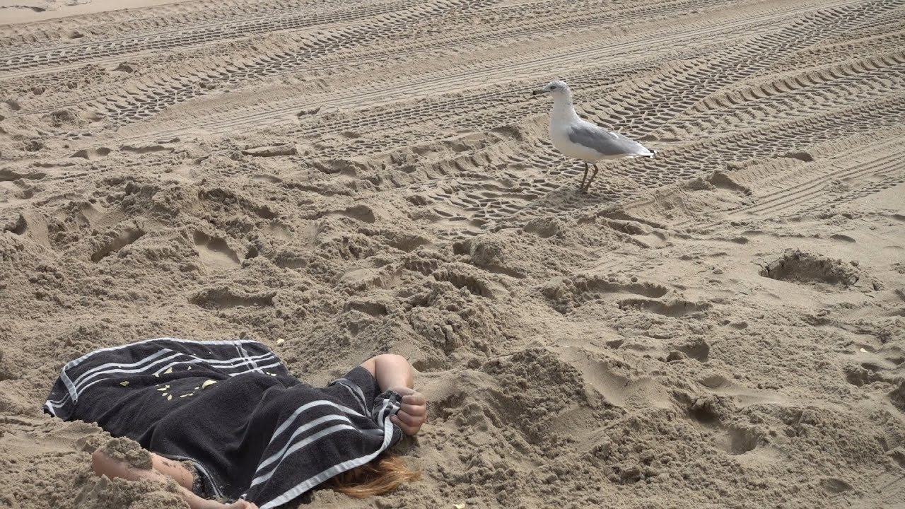Catching Seagulls with Pringles - YouTube