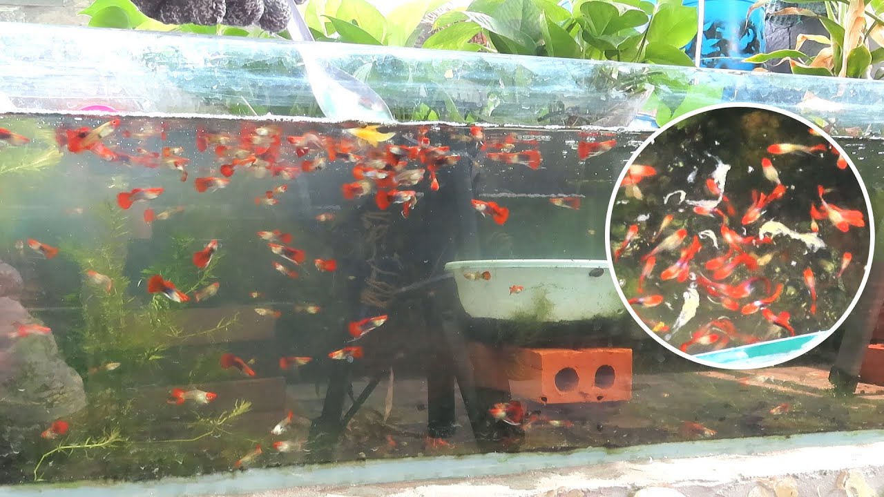 Aquarium (Short body koi guppies) after 6 months 😍 - YouTube