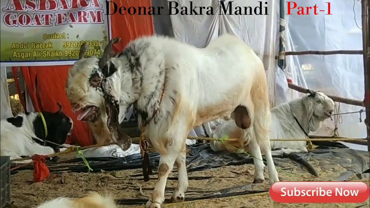 देवनार बकरा मार्किट मुम्बई - Deonar Bakra Mandi - India's Largest Goat ...