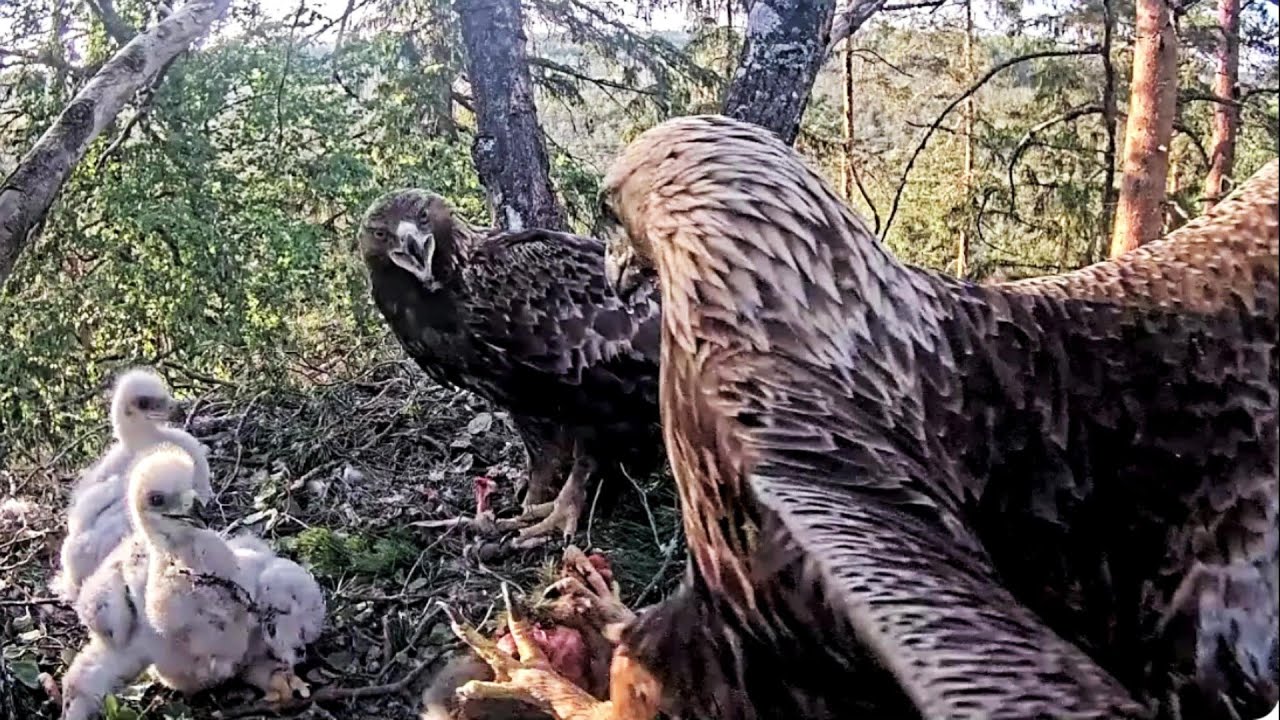 Kaljukotkas2~Yippee!! Dad delivers a fox kit 😊 Great hunt today!~8:47 ...