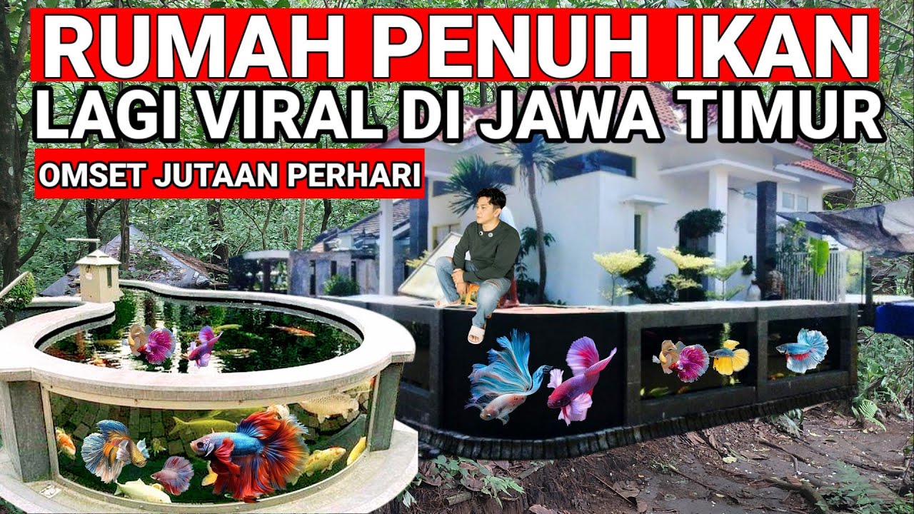 VIRAL..! RUMAH PENUH IKAN MAHAL LAGI VIRAL DI JAWA TIMUR - YouTube