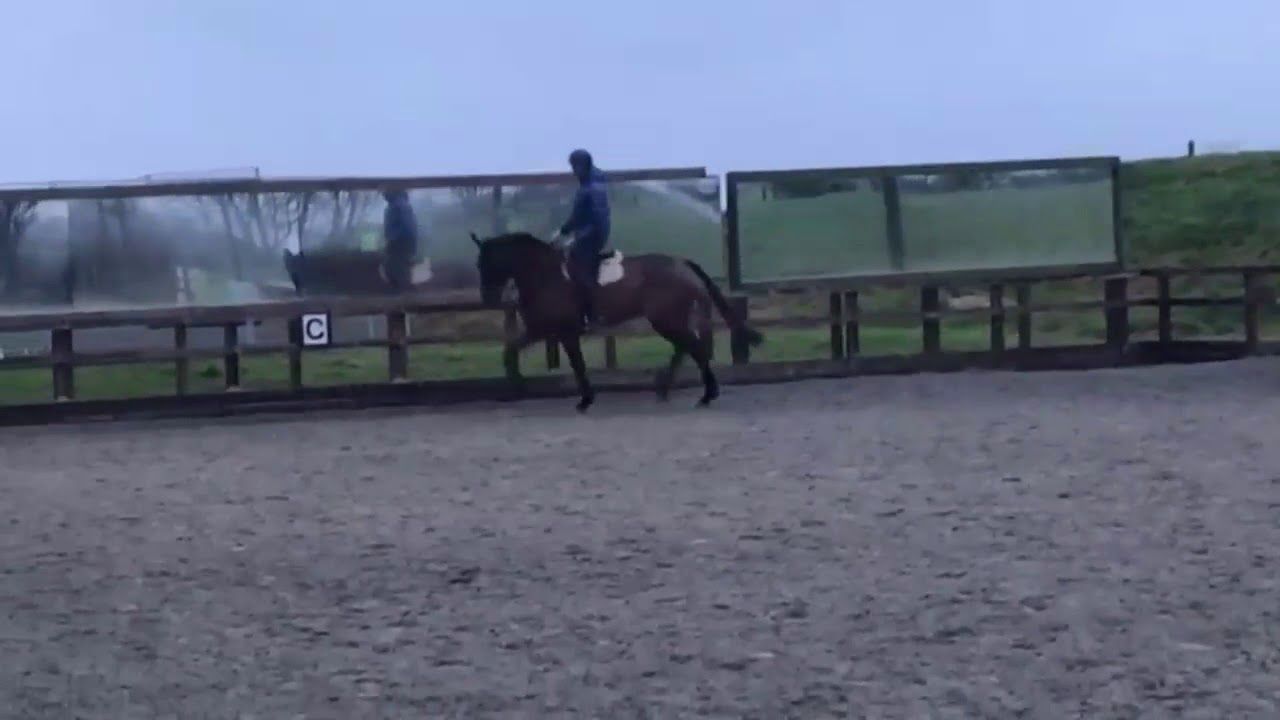 Stunning 17hh 5yr old Working Hunter/Eventer/Hunter - YouTube