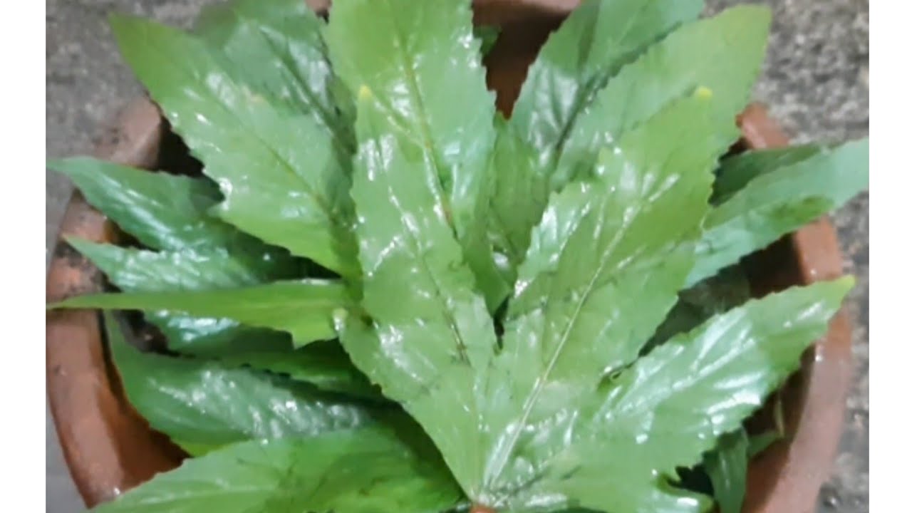 Pulicha keerai tokku| recipe in tamil - YouTube