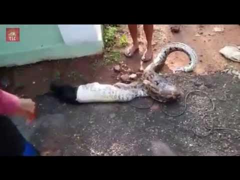 python eat dog - YouTube