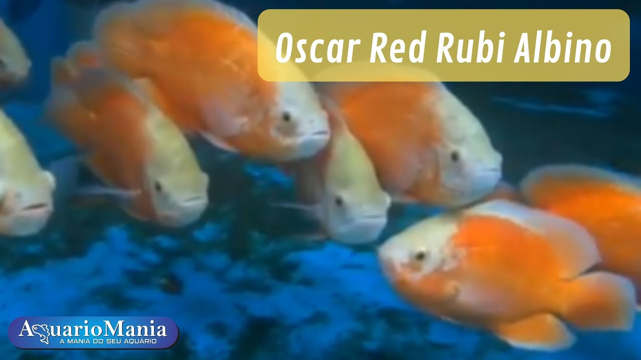 Peixe Oscar Red Rubi Albino, disponíveis no Site! - YouTube