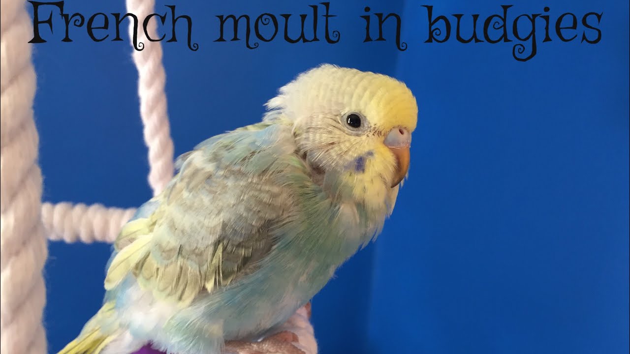 French Moult In Budgies - YouTube