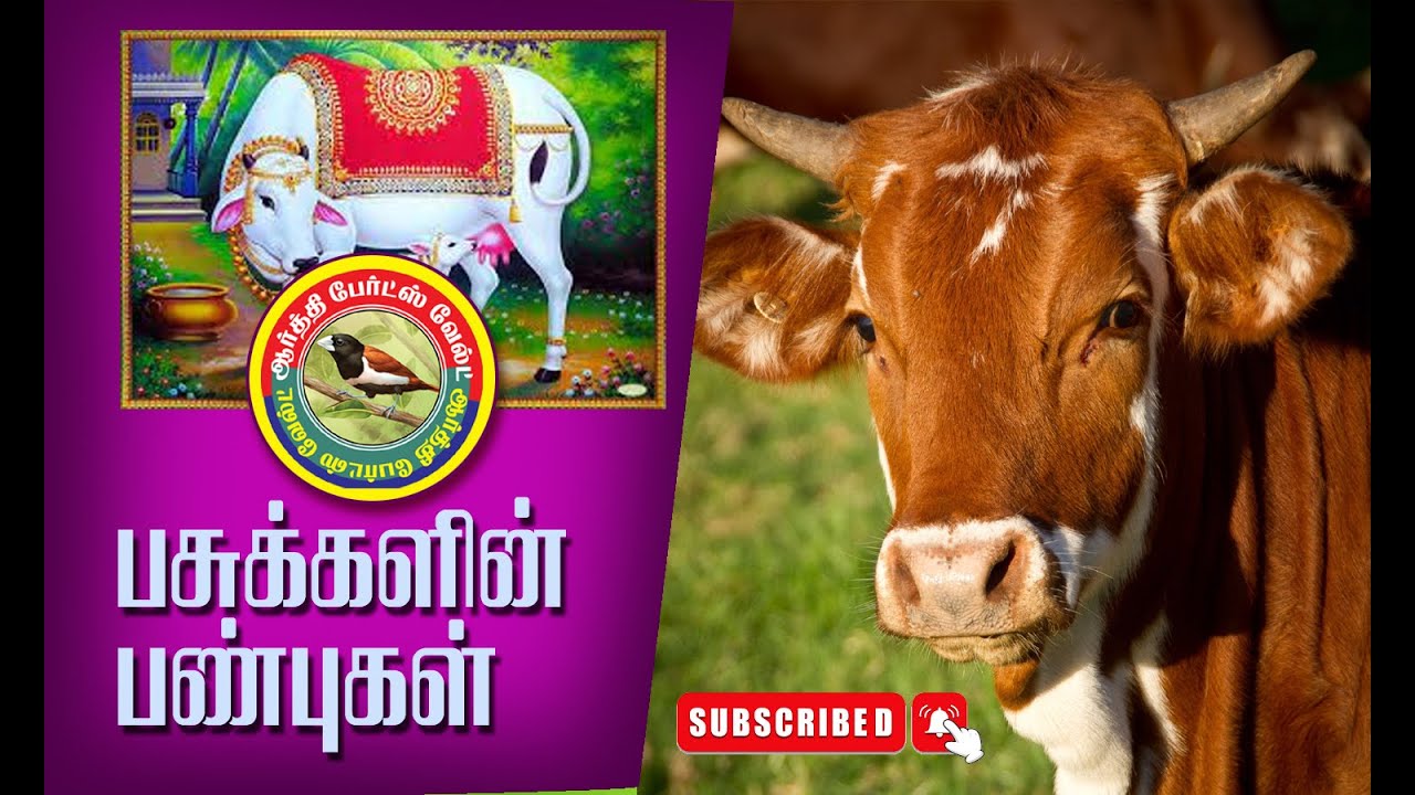 cow fact in tamil, cow information, cow fram, cowvideos - YouTube