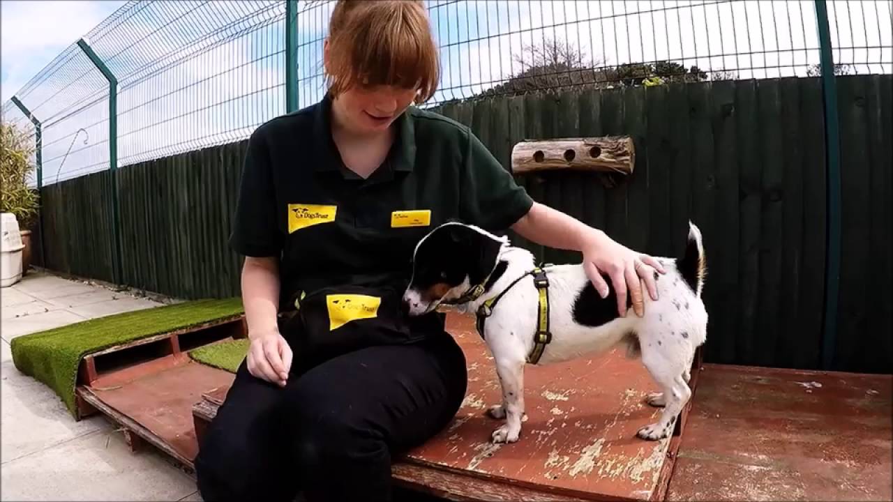 Dogs Trust Shoreham - Wally - YouTube