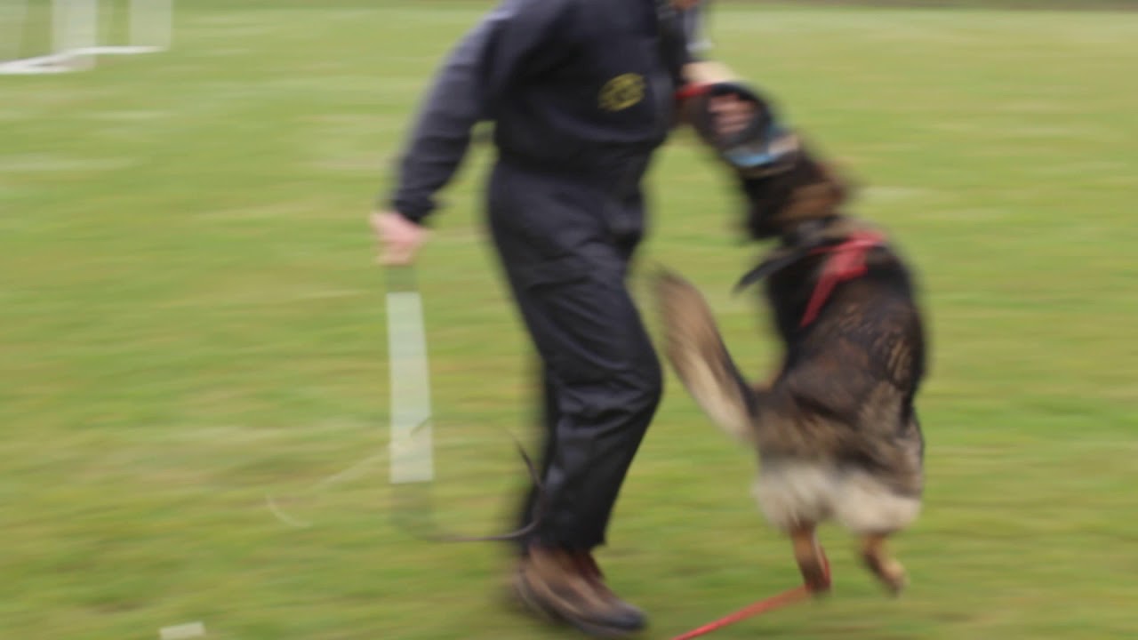 Sam, Working GSD! - YouTube