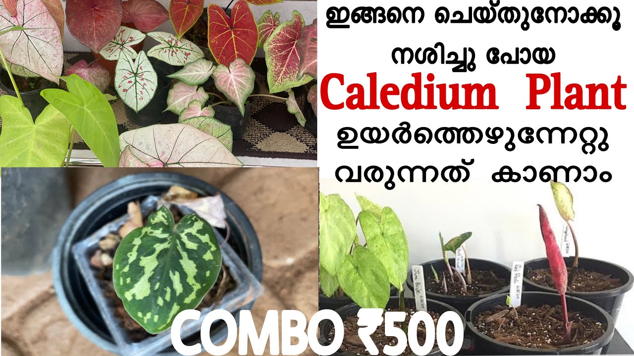 Dormancy Period Of Caladium Plants | Combo Offer Sale💥| Collections ...