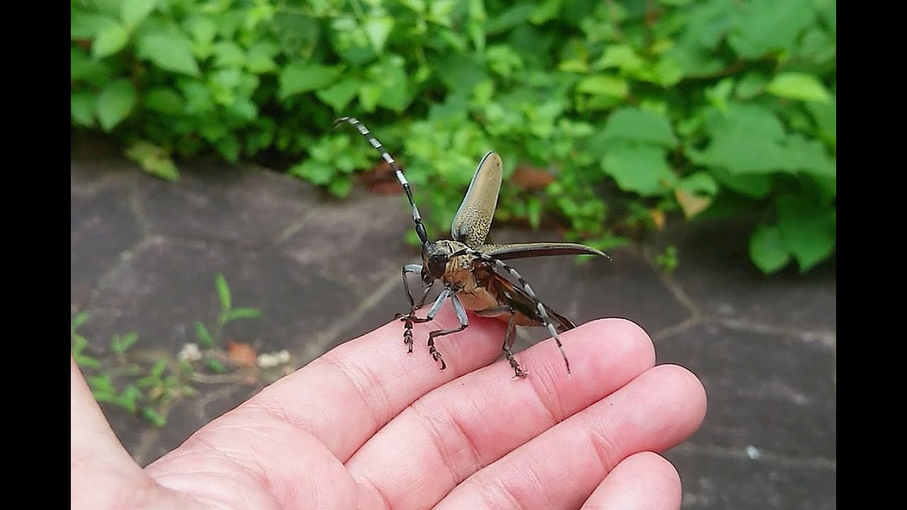 手載りクワカミキリ ～ Mulberry longhorn beetle (Apriona japonica) on hand ～ - YouTube