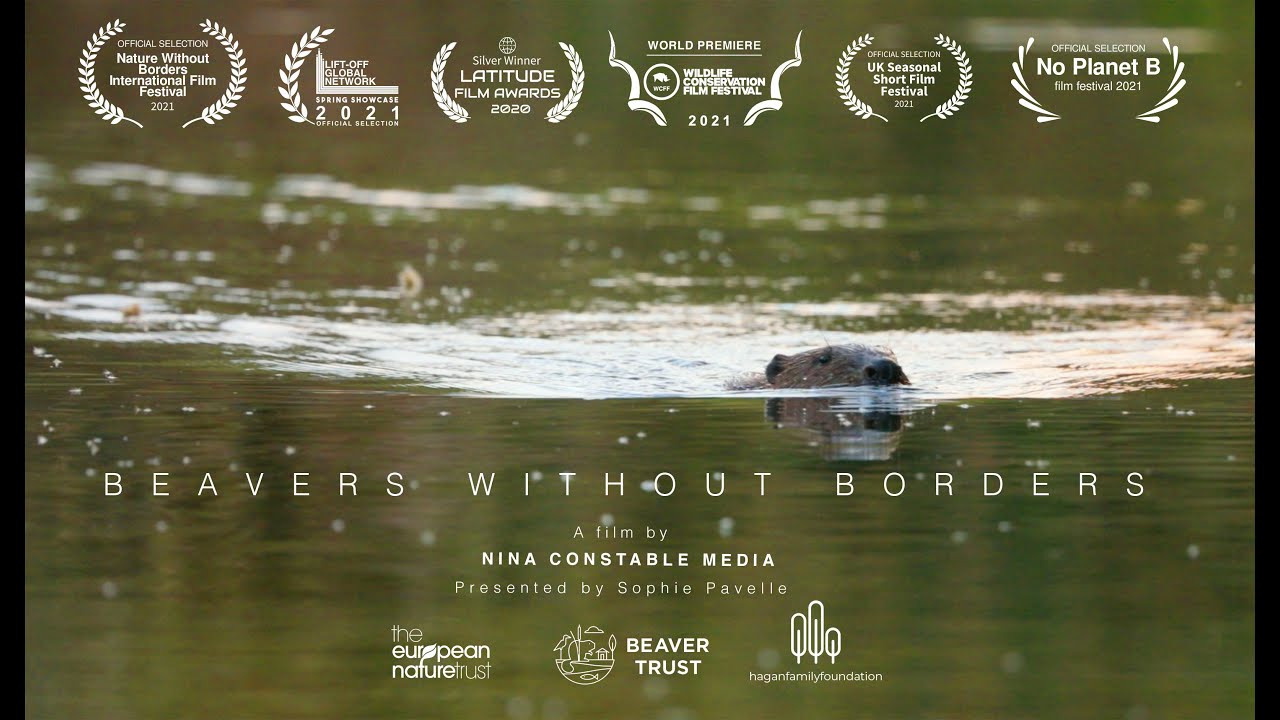 BEAVERS WITHOUT BORDERS: A short documentary - YouTube