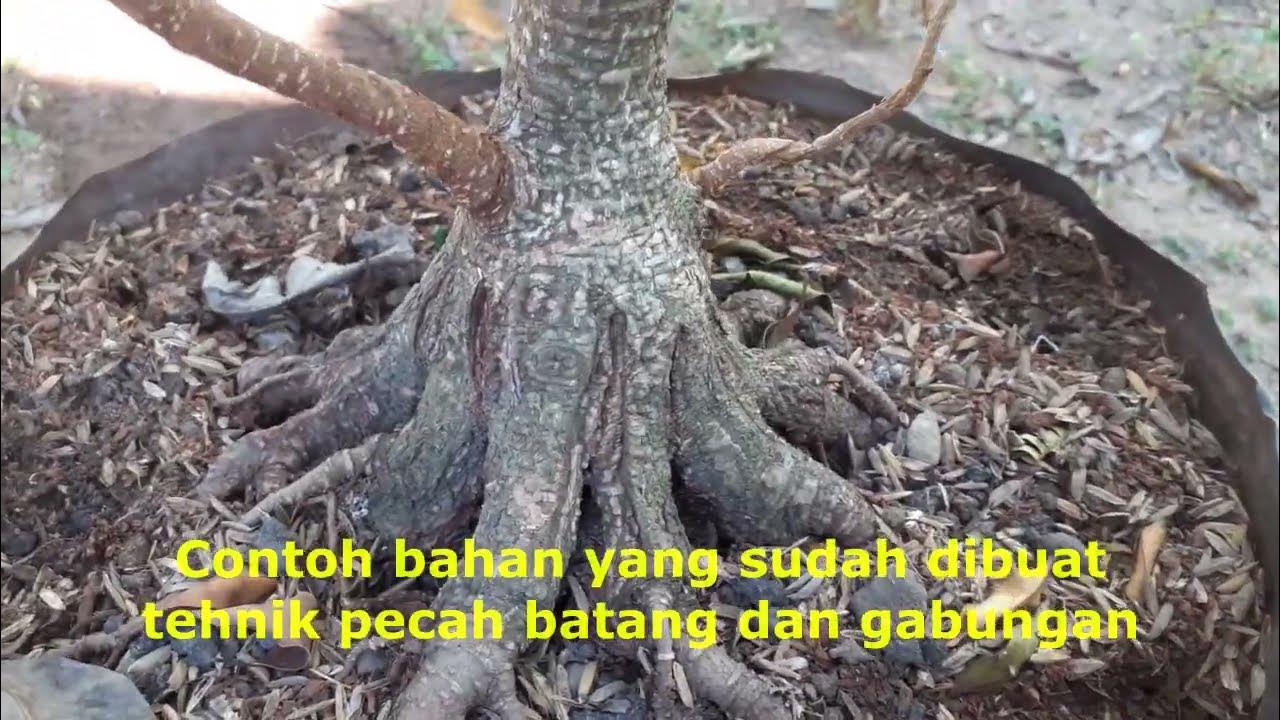 Penanganan dan Penanaman Cangkokan Kimeng dari Pengiriman Online Ficus Microcarpa - YouTube