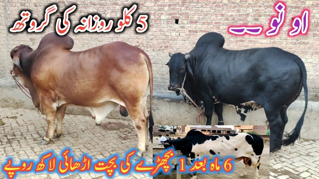 After Keeping A Heavy Bull for 6 Months,Save Rs 250000 | How to Gain 5 ...