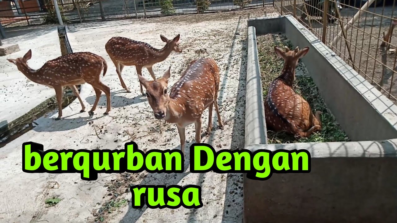 wooww... berqurban Dengan hewan rusa‼️tak ada kambing rusa pun jadi ...