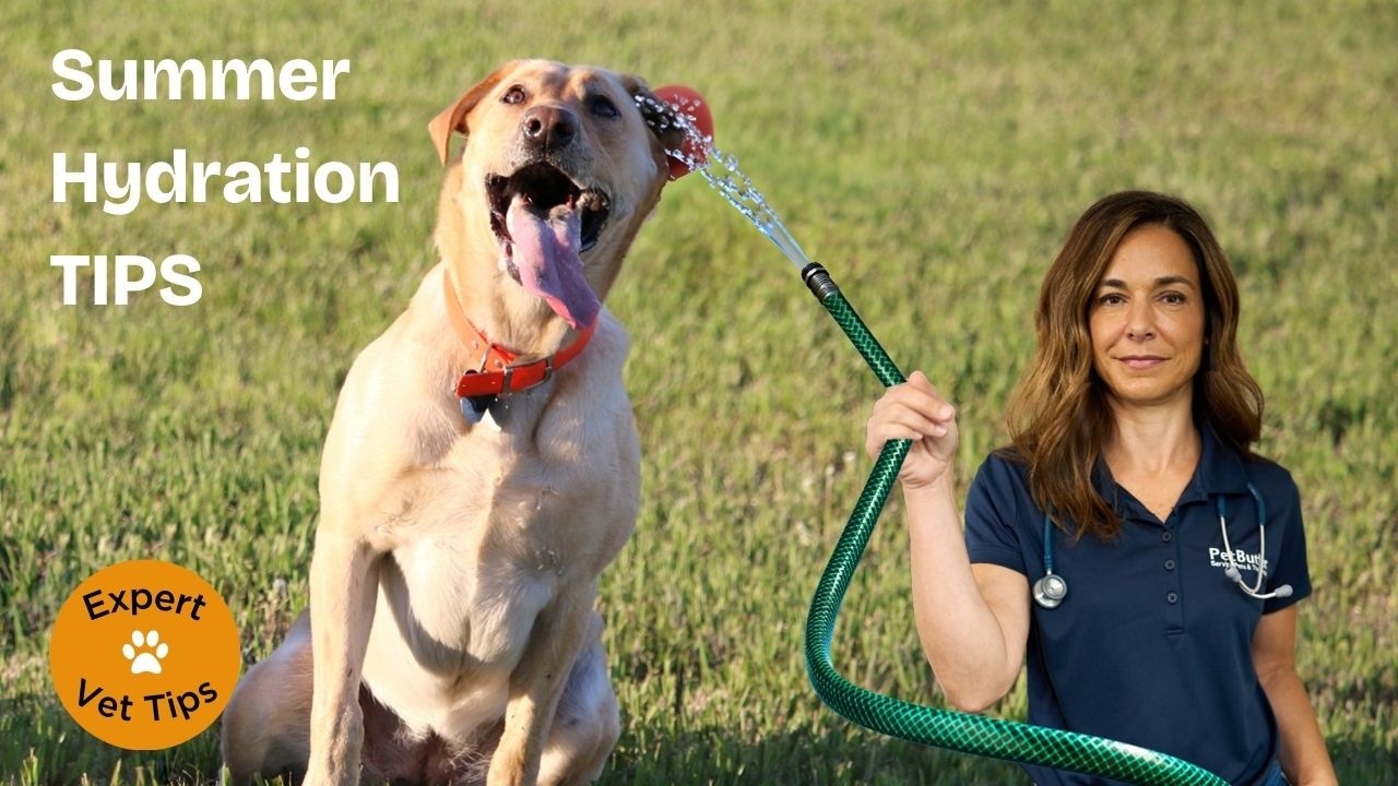 What You Need to Know About Your Pet Being Dehydrated | Vet Tips - YouTube