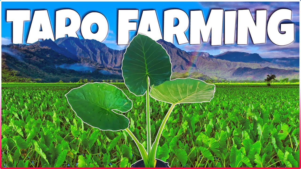 Taro Farming | How to Grow Taro at Home | Ultimate Guide to Taro ...