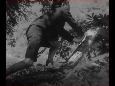 Japanese Classic Movies (20) Donguri and Shi-no-mi 1941 English Subtitle