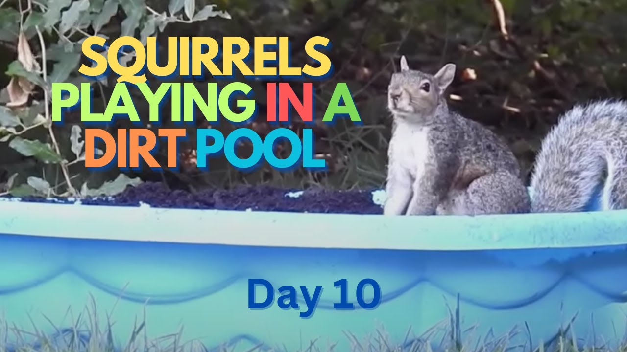 Squirrels Playing in a Dirt Pool, Day 10 - YouTube