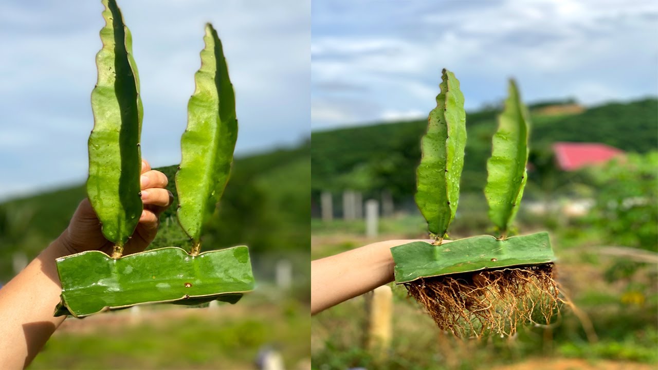 How to grow dragon fruit from branches to root super fast - YouTube