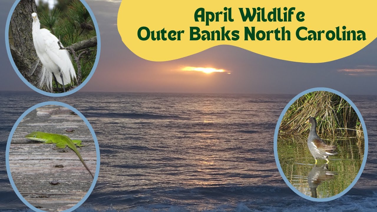 Amazing Wildlife of the Outer Banks of North Carolina - YouTube