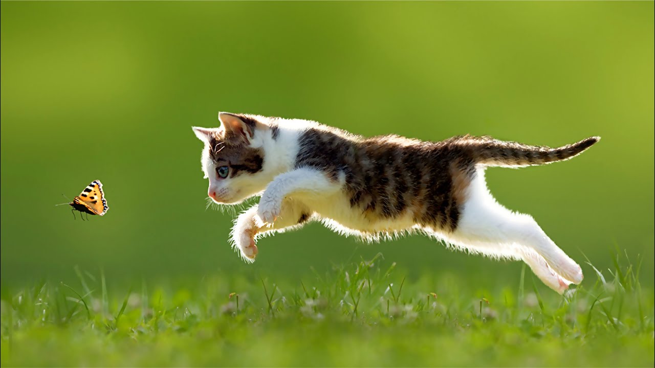 Compilation of the best pet escapes - YouTube