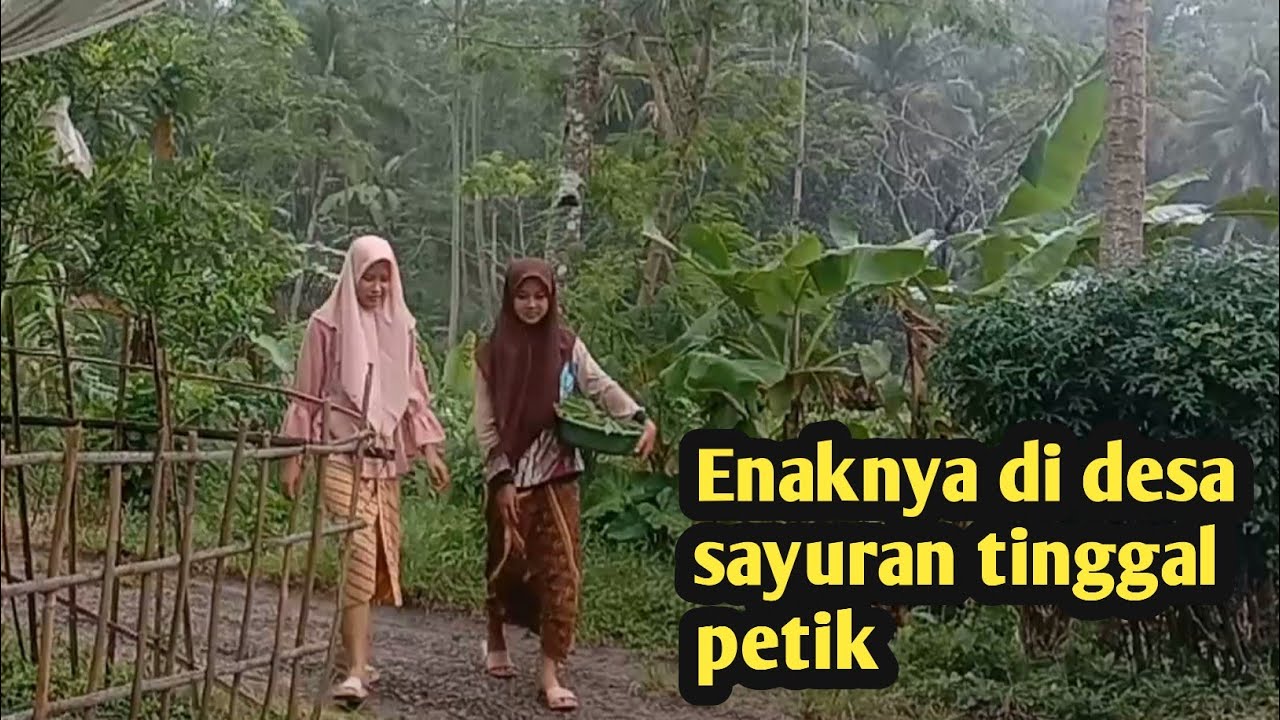 Vlog pedesaan - Dua gadis desa Metik daun singkong kehujanan - YouTube
